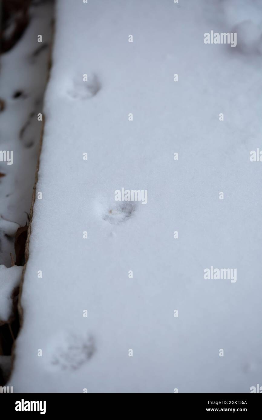 Small cat tracks in the snow near a house Stock Photo - Alamy
