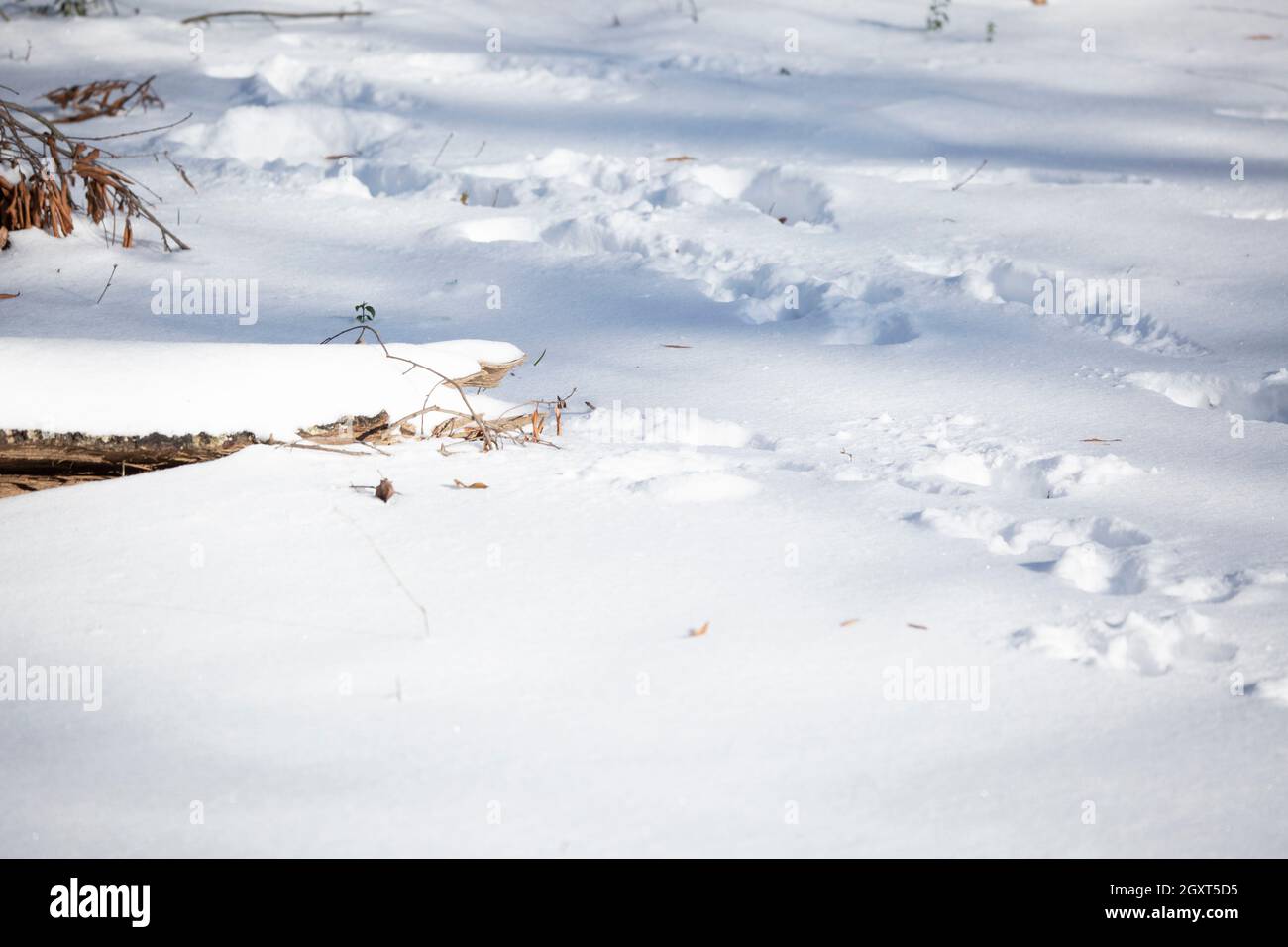 Deep tracks winding through the white, soft snow Stock Photo - Alamy