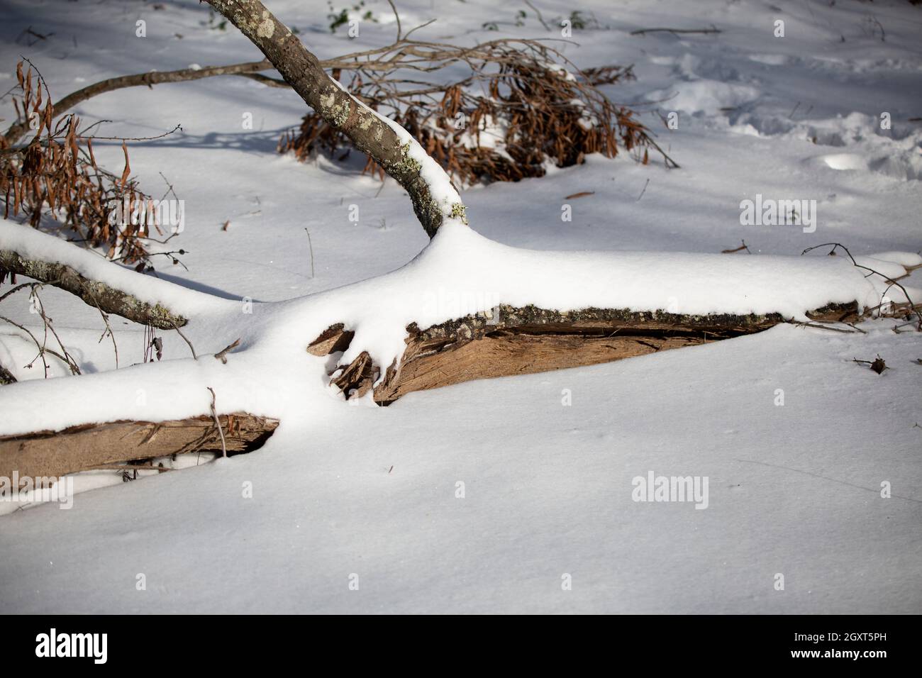 Fallen tree limb partially covered in a snowy blanket Stock Photo - Alamy