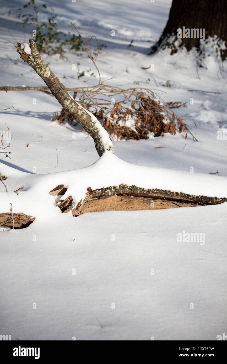 Fallen tree limb partially covered in a snowy blanket Stock Photo - Alamy