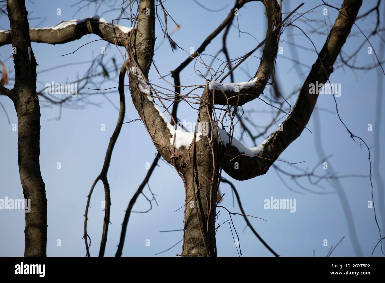 Snow-covered tree limbs against a blue pretty blue sky Stock Photo - Alamy