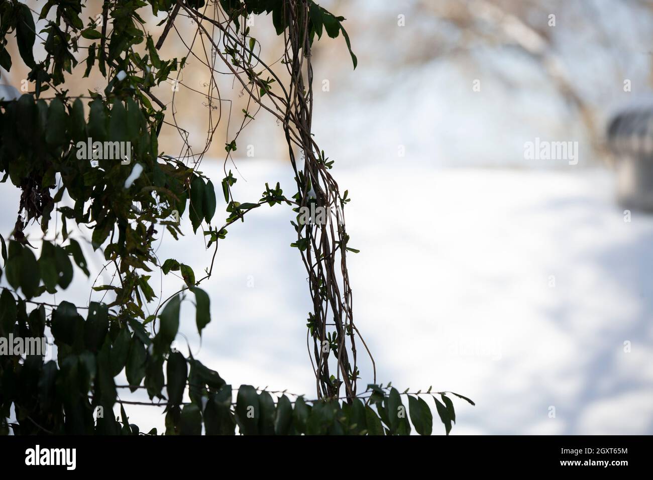 Vine covered in some snow hanging down in front of a snow-covered roof ...