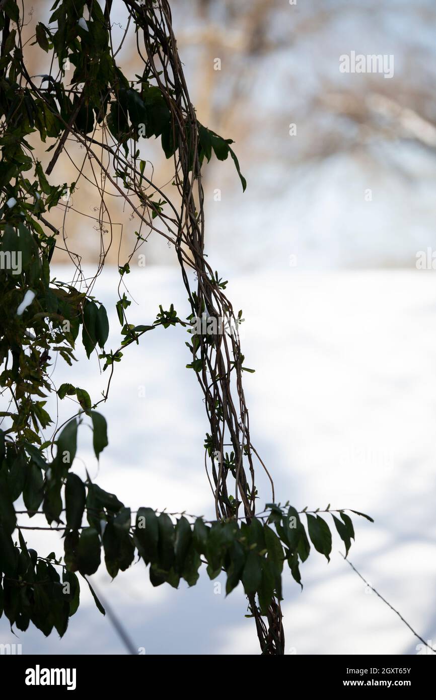Vine covered in some snow hanging down in front of a snow-covered roof ...