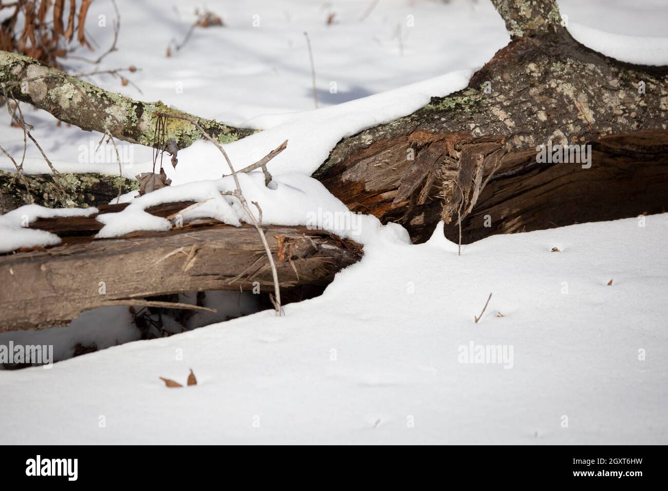 A fallen, broken tree limb on a snowy ground Stock Photo - Alamy