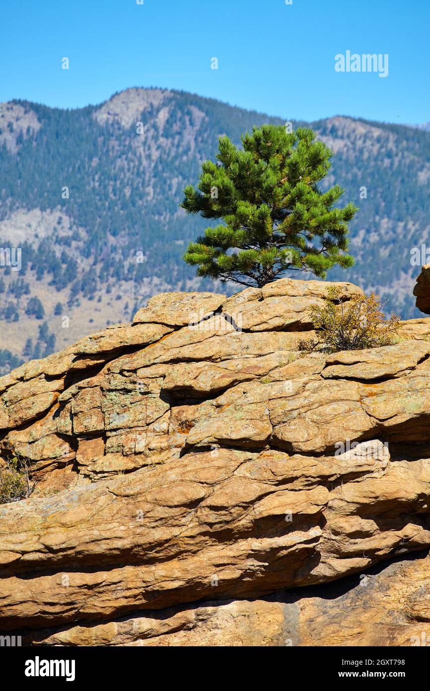 Vertical lone pine tree on cliff of rocks with mountain background ...