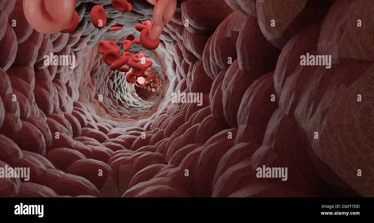 blood flow in 3D illustration Stock Photo - Alamy