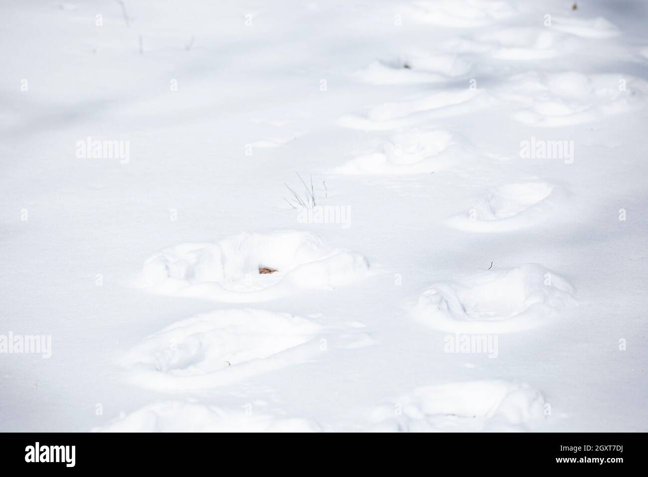 Human tracks leading down a path in the snow Stock Photo - Alamy