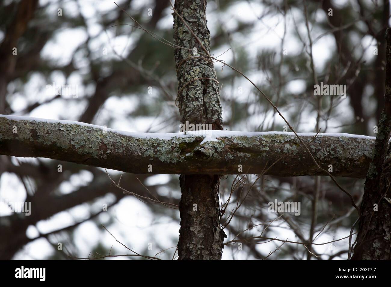 Tree limbs covered with snow hi-res stock photography and images - Alamy