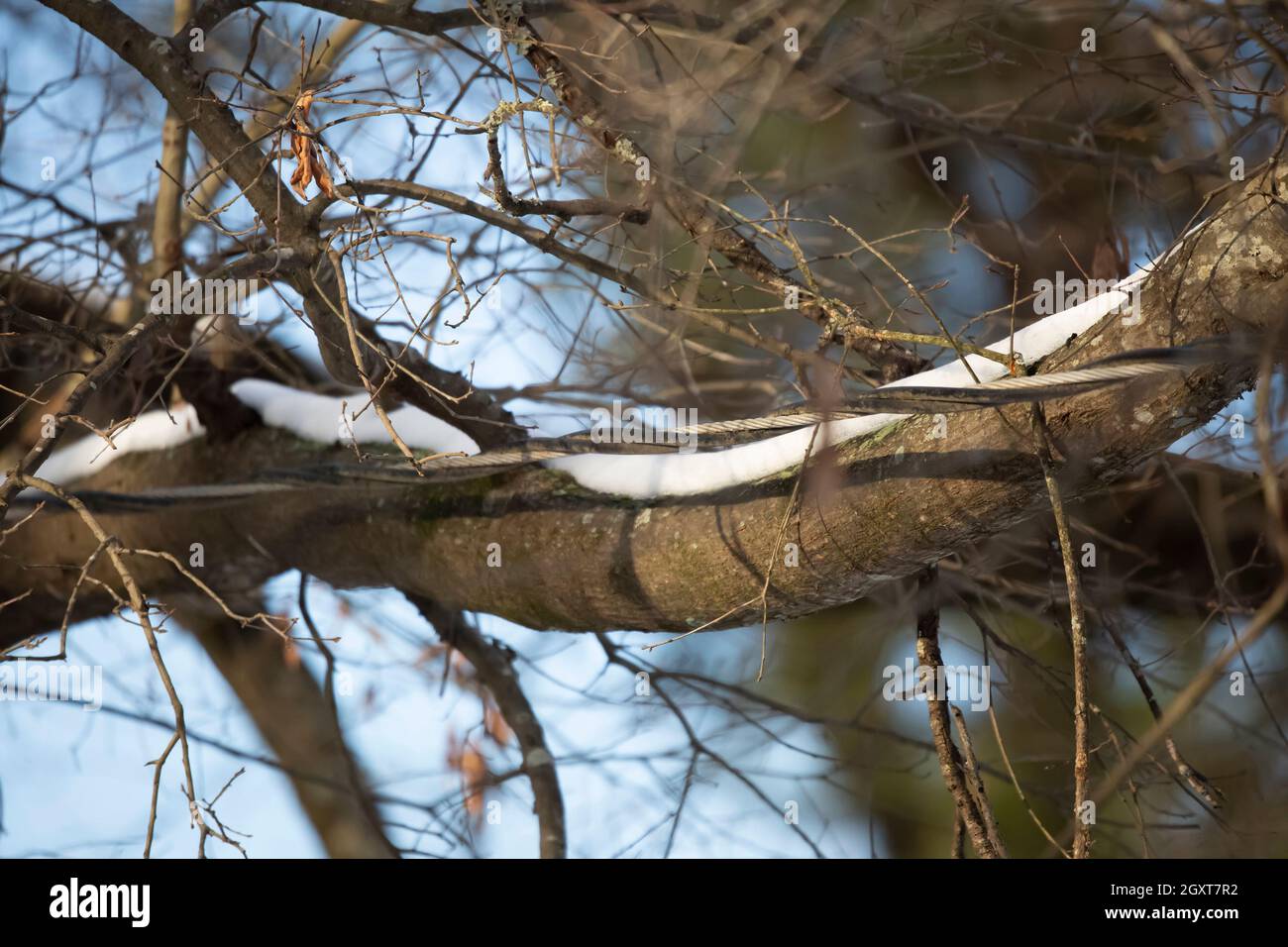 Snow along a tree limb behind a powerline Stock Photo - Alamy
