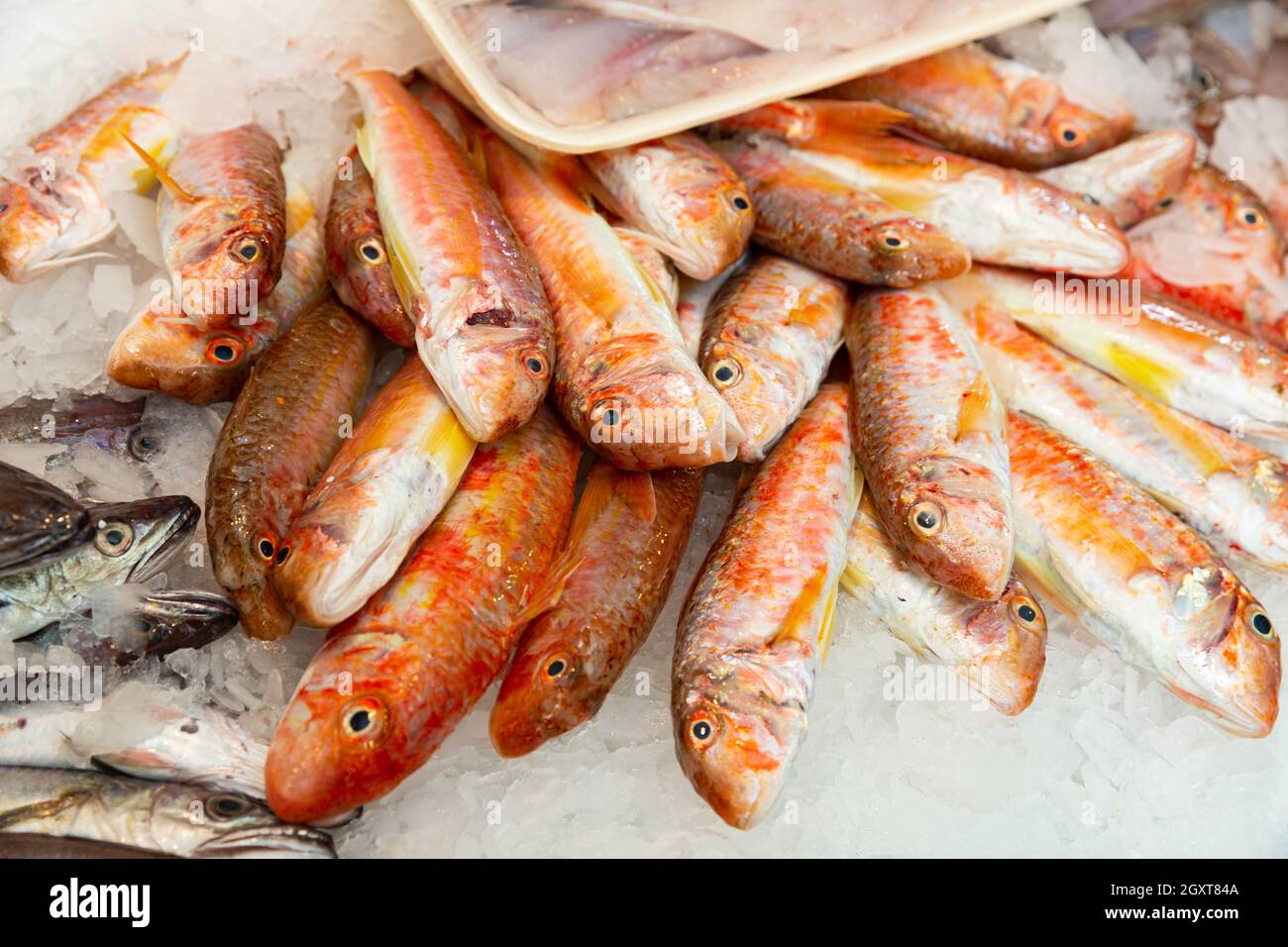 Chilled mullet laid out on ice Stock Photo - Alamy