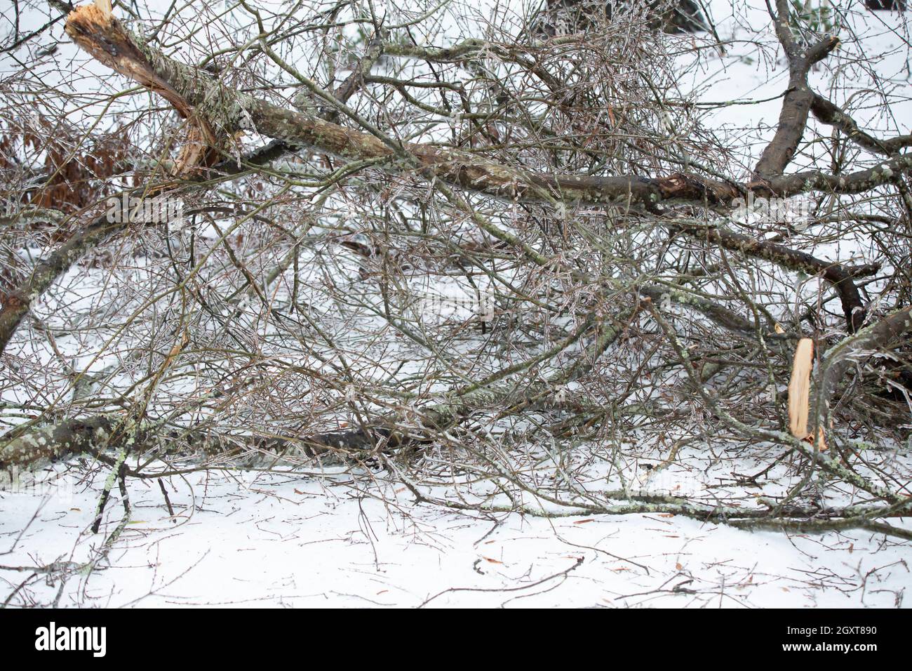 A broken tree limb and fallen twigs littering the snow and ice on the ...