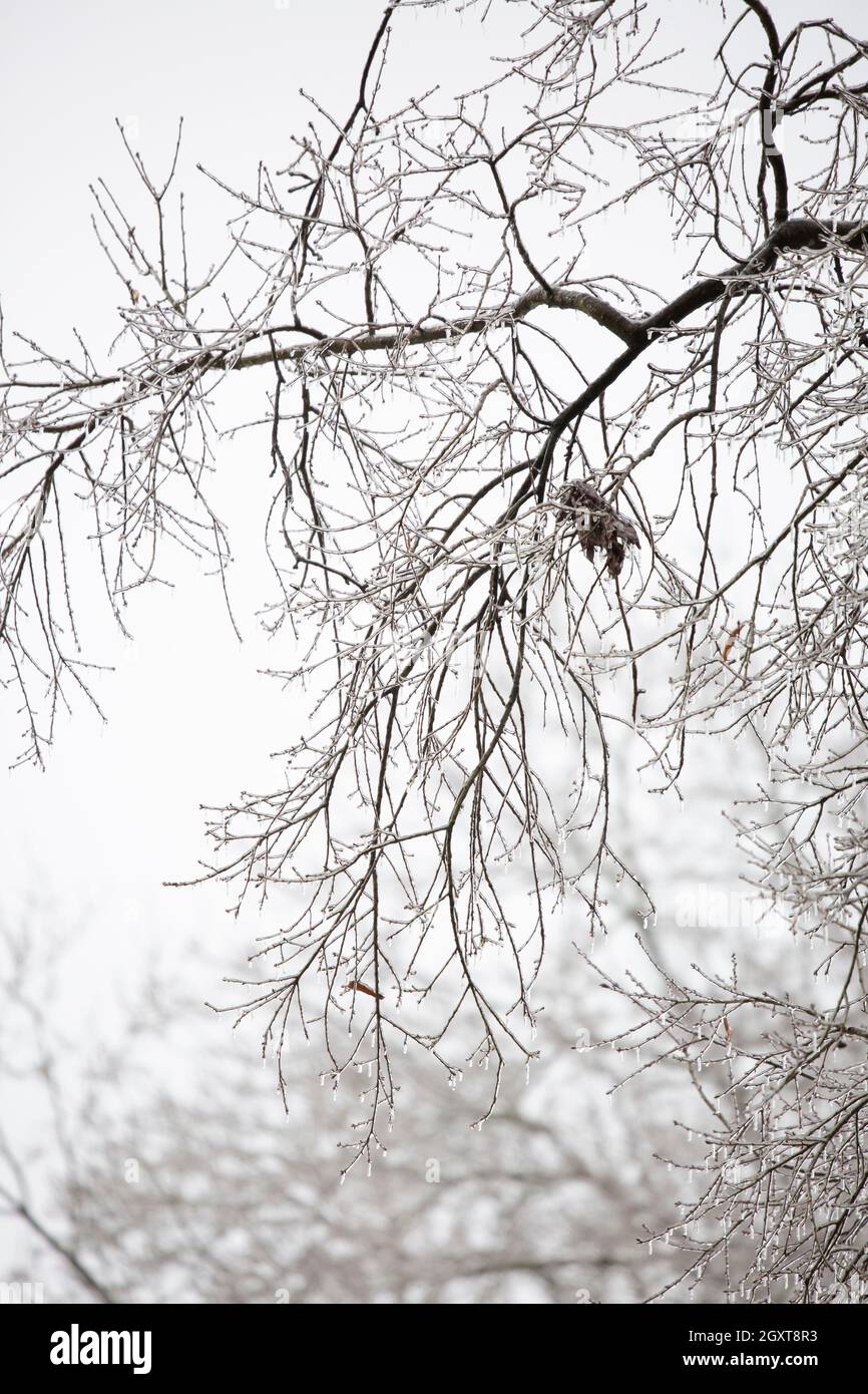 Ice covering tree limbs hi-res stock photography and images - Alamy