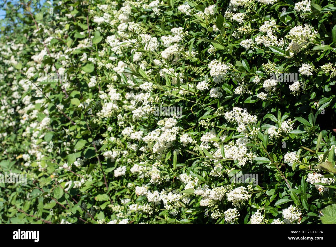 side view of a flowering privet hedge with tiny white blossoms Stock ...
