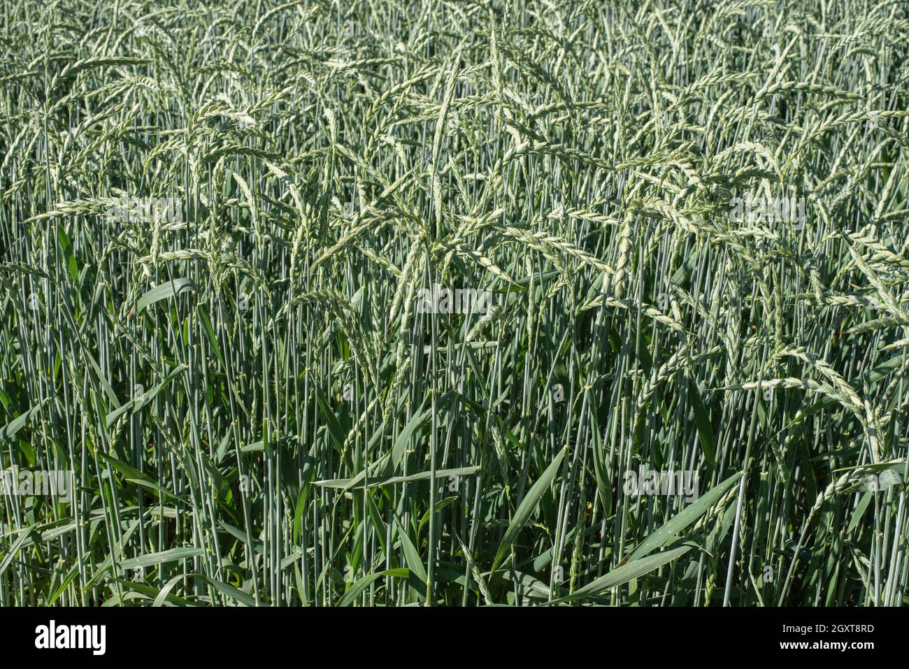 Dinkel field hi-res stock photography and images - Alamy