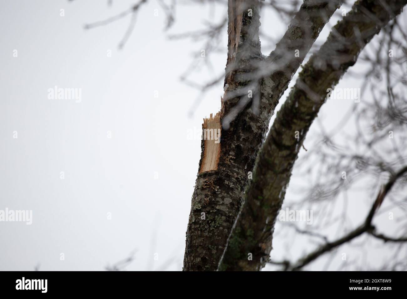 Broken tree trunk where a limb has fallen off on a dreary, gray day ...