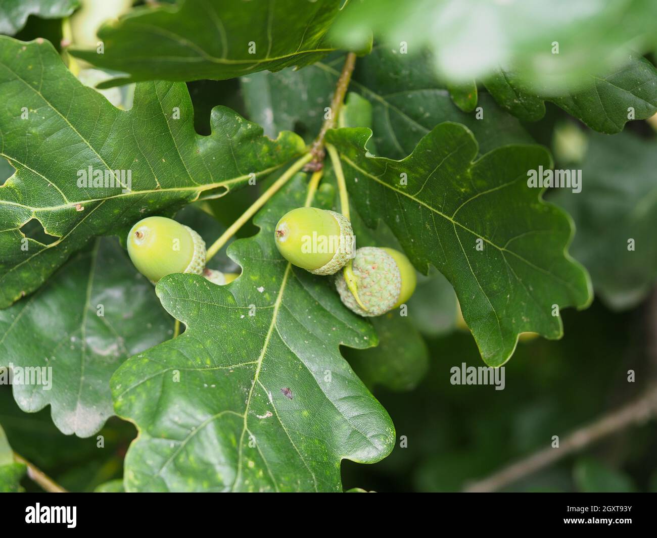 Close-up of green oak leaves and acorns on an oak tree Stock Photo - Alamy