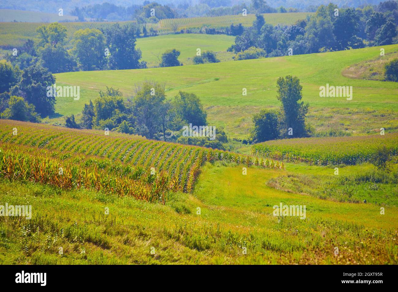 Rows of corn fields in hills Stock Photo - Alamy