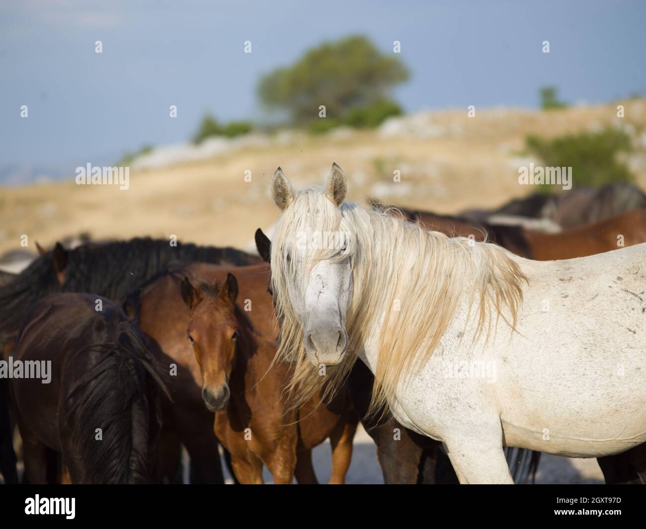 group of beautiful wild horses in nature Stock Photo - Alamy