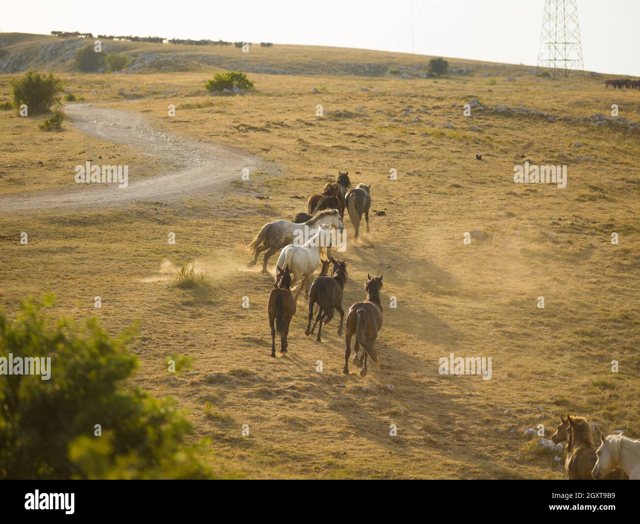 group of beautiful wild horses in nature Stock Photo - Alamy
