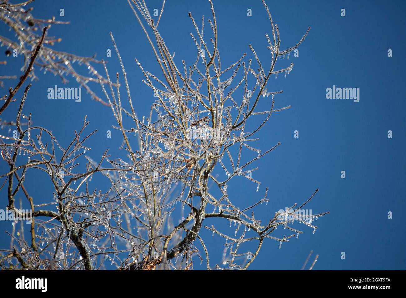 Ice covering tree limbs hi-res stock photography and images - Alamy