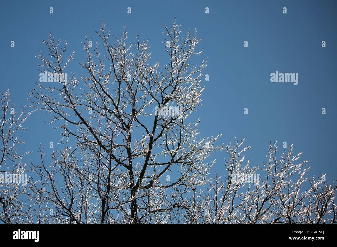 Ice covering tree limbs on a pretty, blue day Stock Photo - Alamy