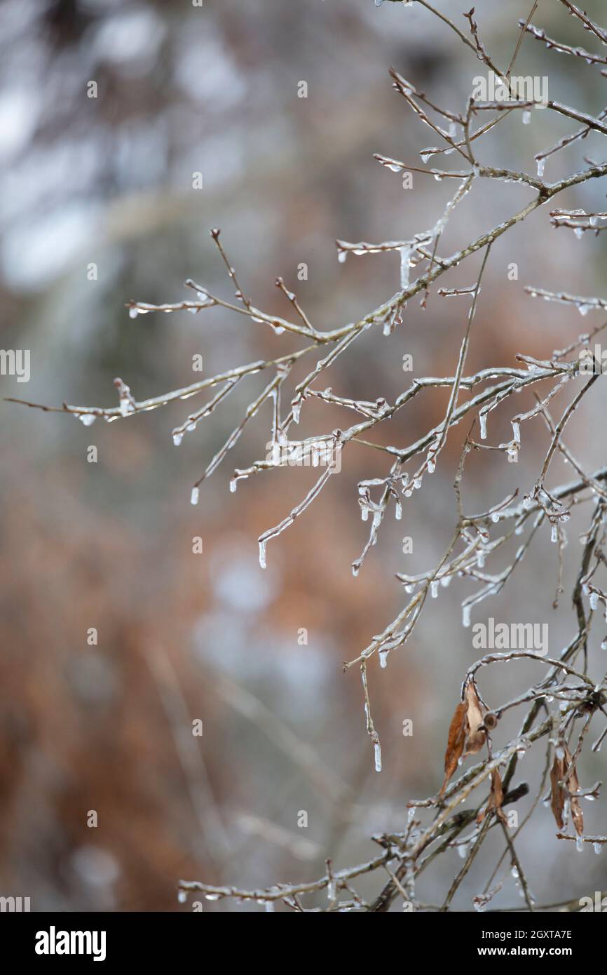 Ice covering tree limbs hi-res stock photography and images - Alamy