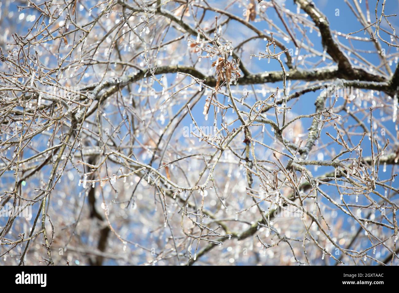 Ice covering tree limbs on a pretty, blue day Stock Photo - Alamy