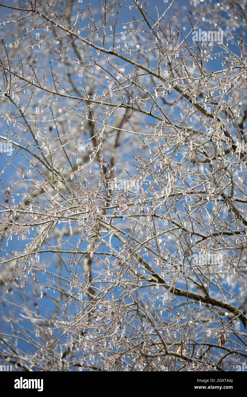 Ice covering tree limbs hi-res stock photography and images - Alamy