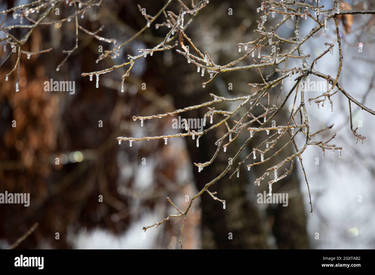 Ice covering tree limbs on a cold day Stock Photo - Alamy