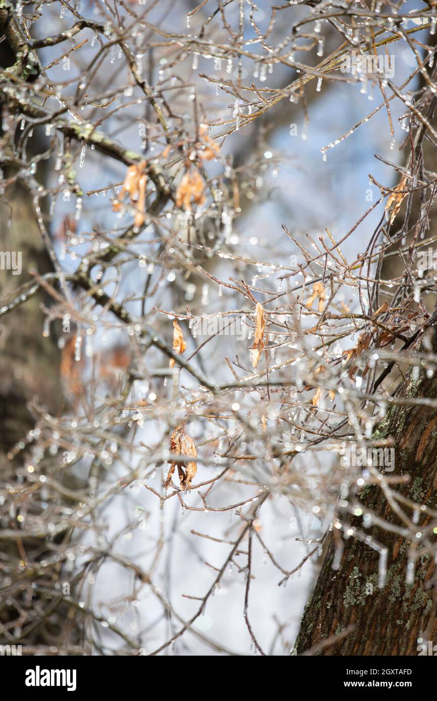 Ice covering tree limbs on a pretty, blue day Stock Photo - Alamy