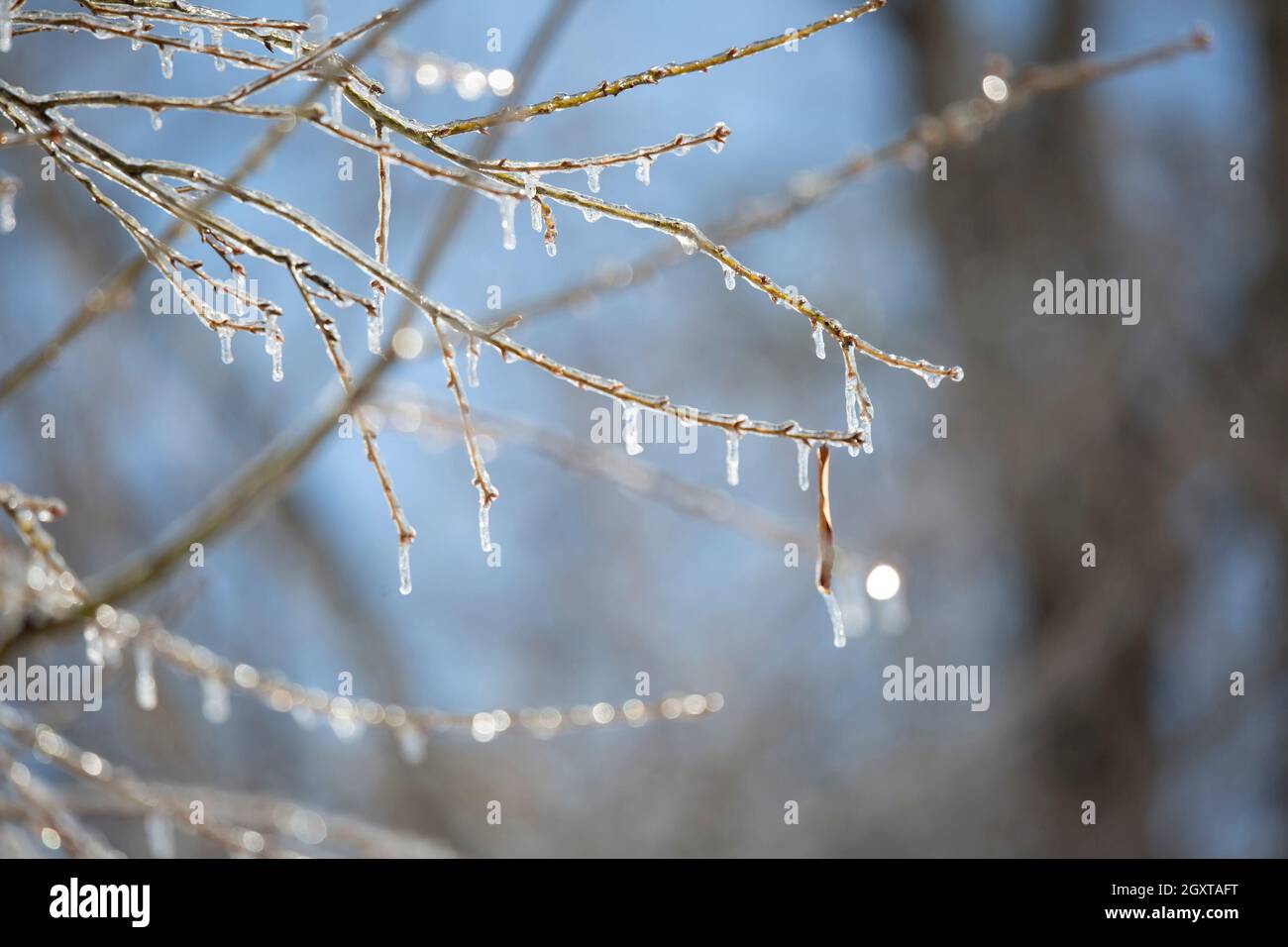 Ice covering tree limbs hi-res stock photography and images - Alamy