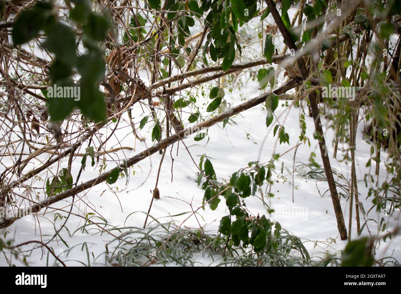 White, frozen ground underneath a tree and bush Stock Photo - Alamy