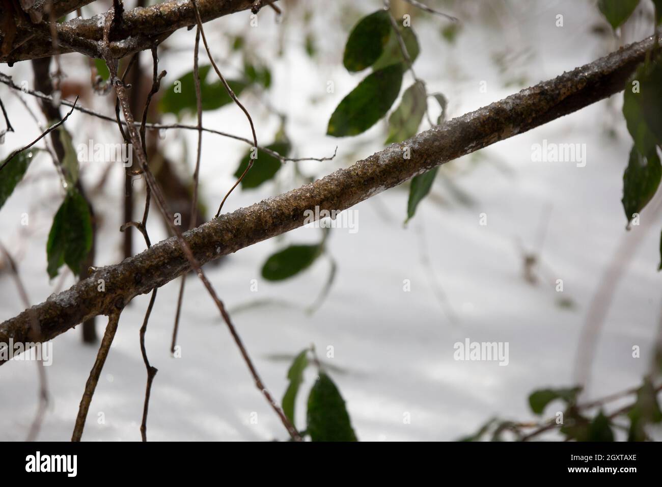 White, frozen ground underneath a tree and bush Stock Photo - Alamy