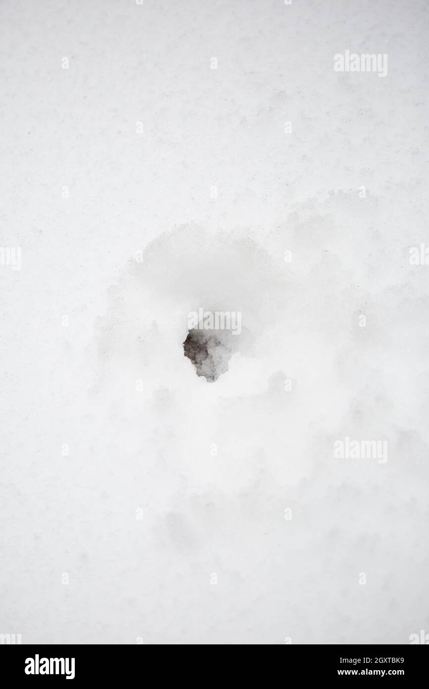 Small animal burrow hole in the snow-covered ground Stock Photo - Alamy