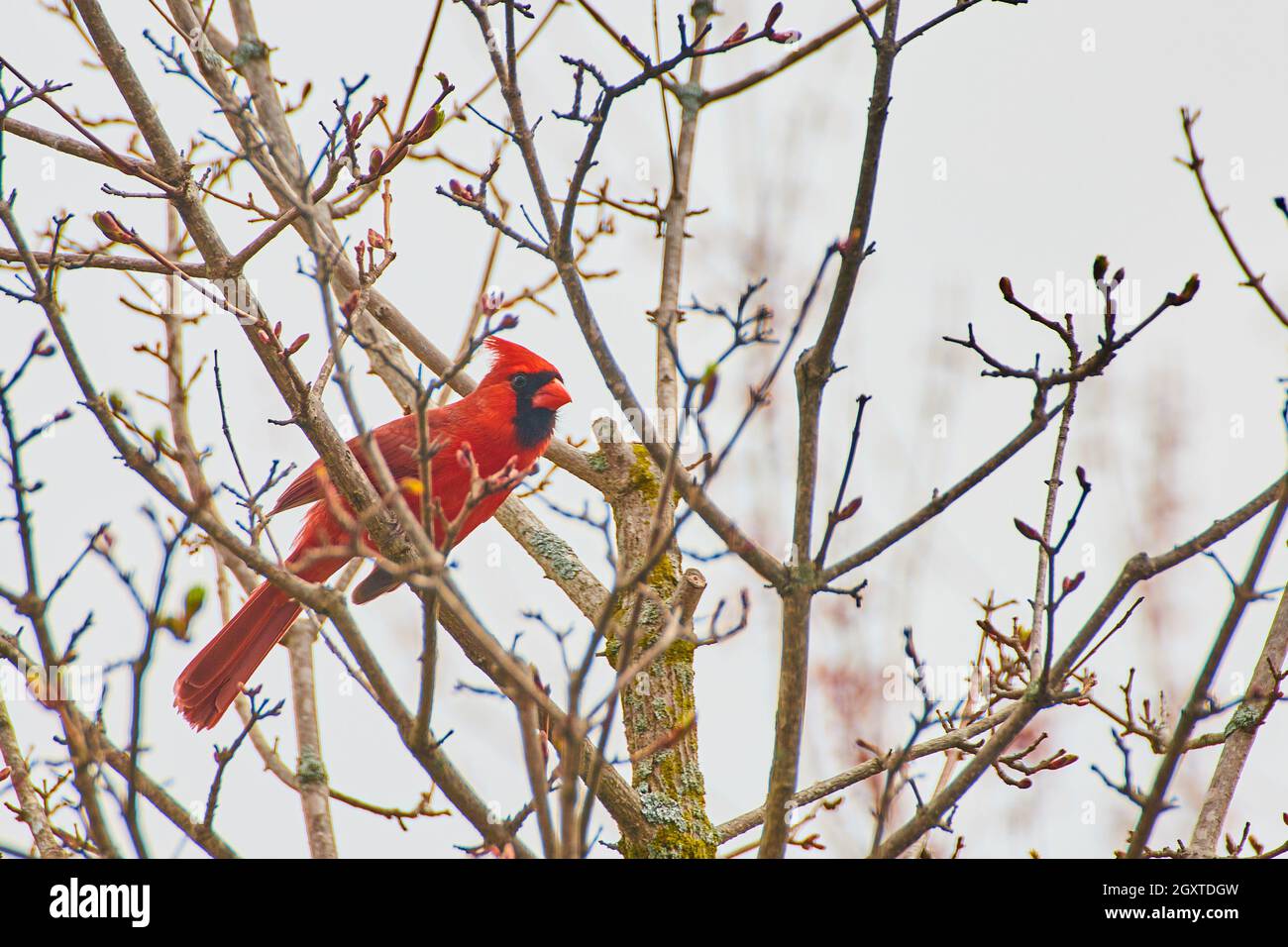 Bird fruit beak tree hi-res stock photography and images - Alamy