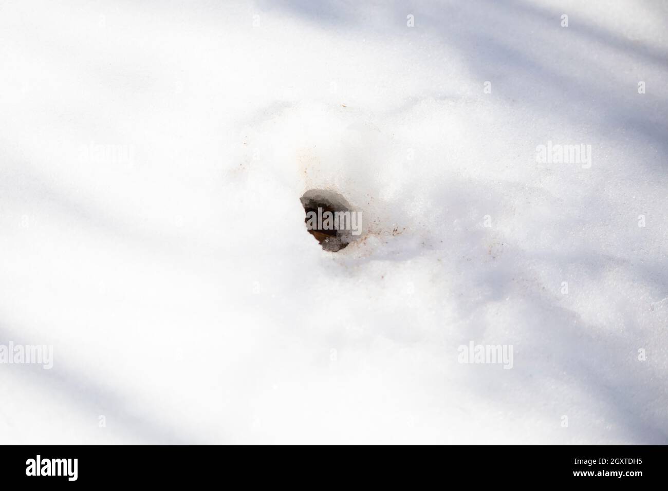 Small animal burrow hole in a snow-covered yard Stock Photo - Alamy