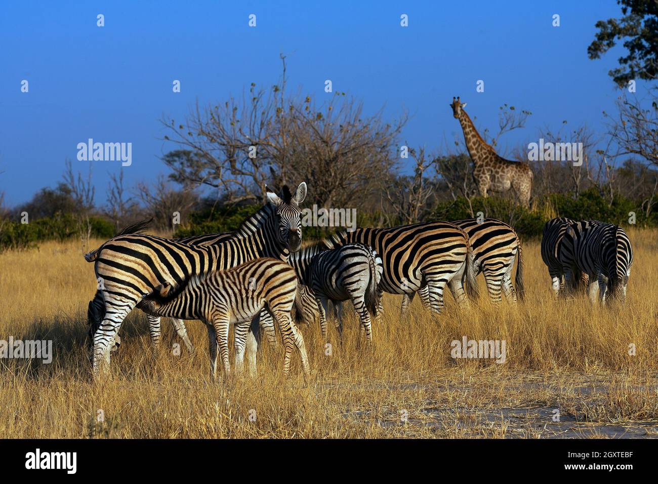 Herd of zebras at Moremi Game Reserve, Botswana Stock Photo - Alamy
