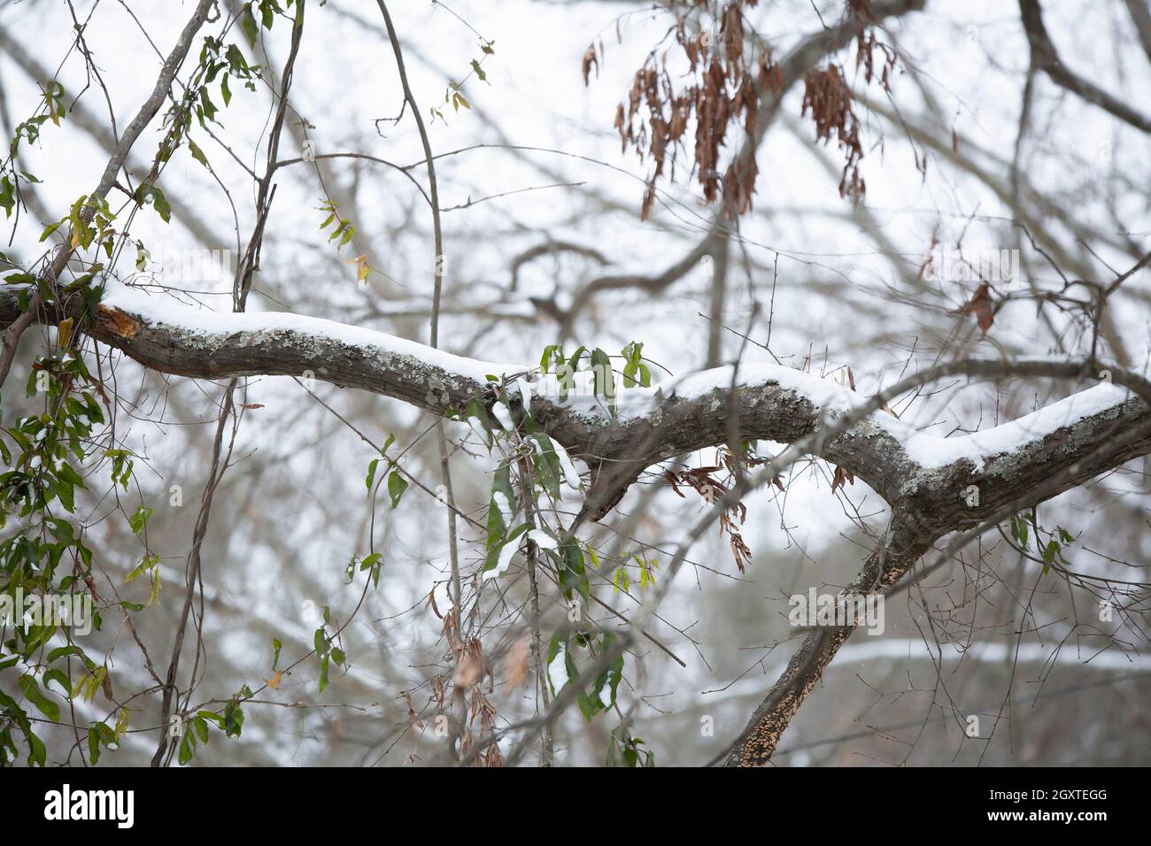 Snow covering tree limbs on a cold day Stock Photo - Alamy