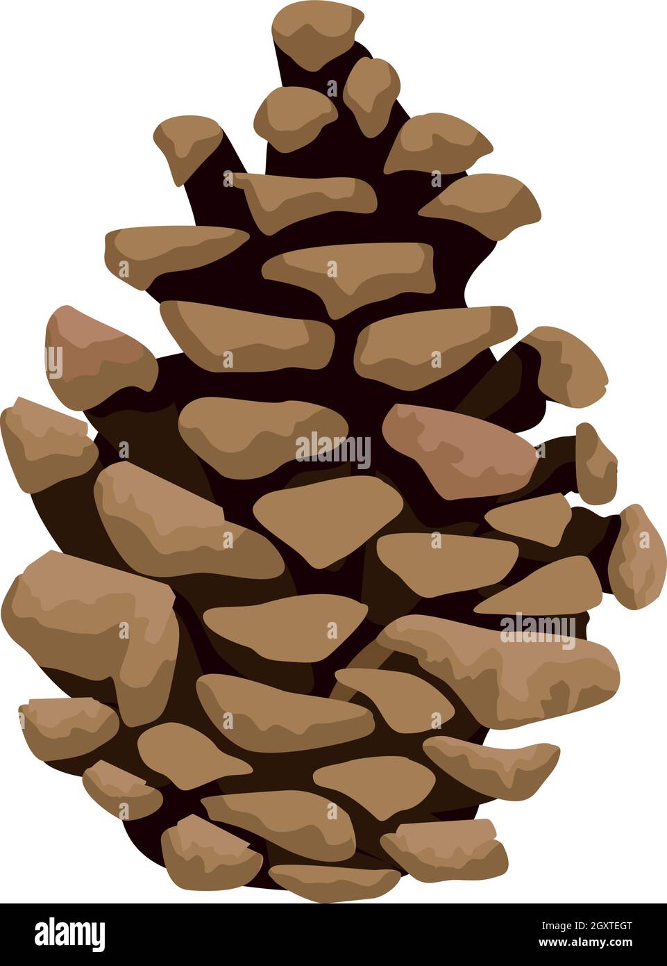 fir cone seed Stock Vector Image & Art - Alamy