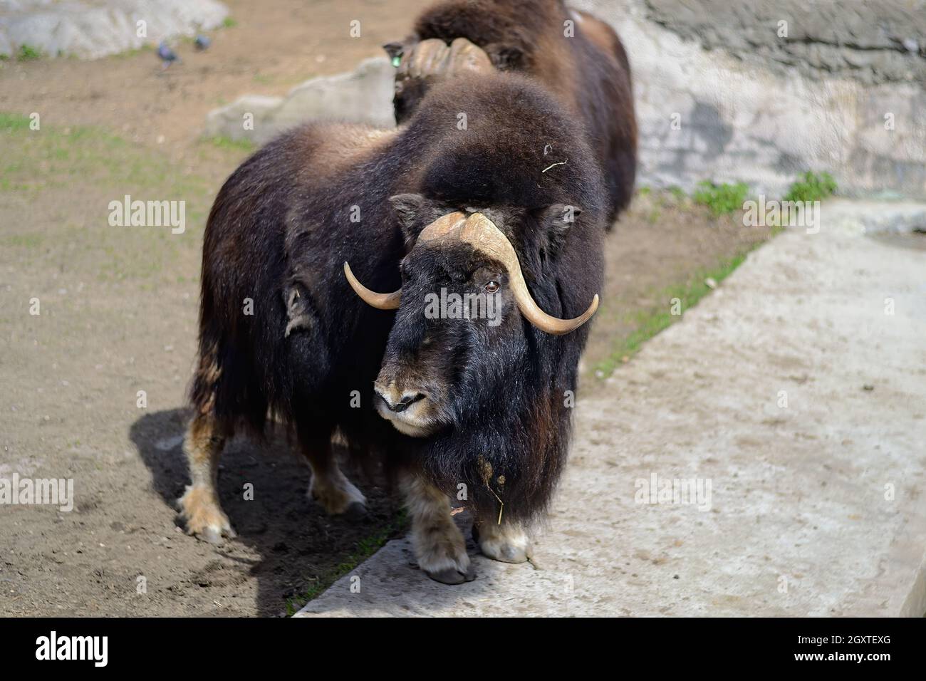 Extinct cattle hi-res stock photography and images - Alamy