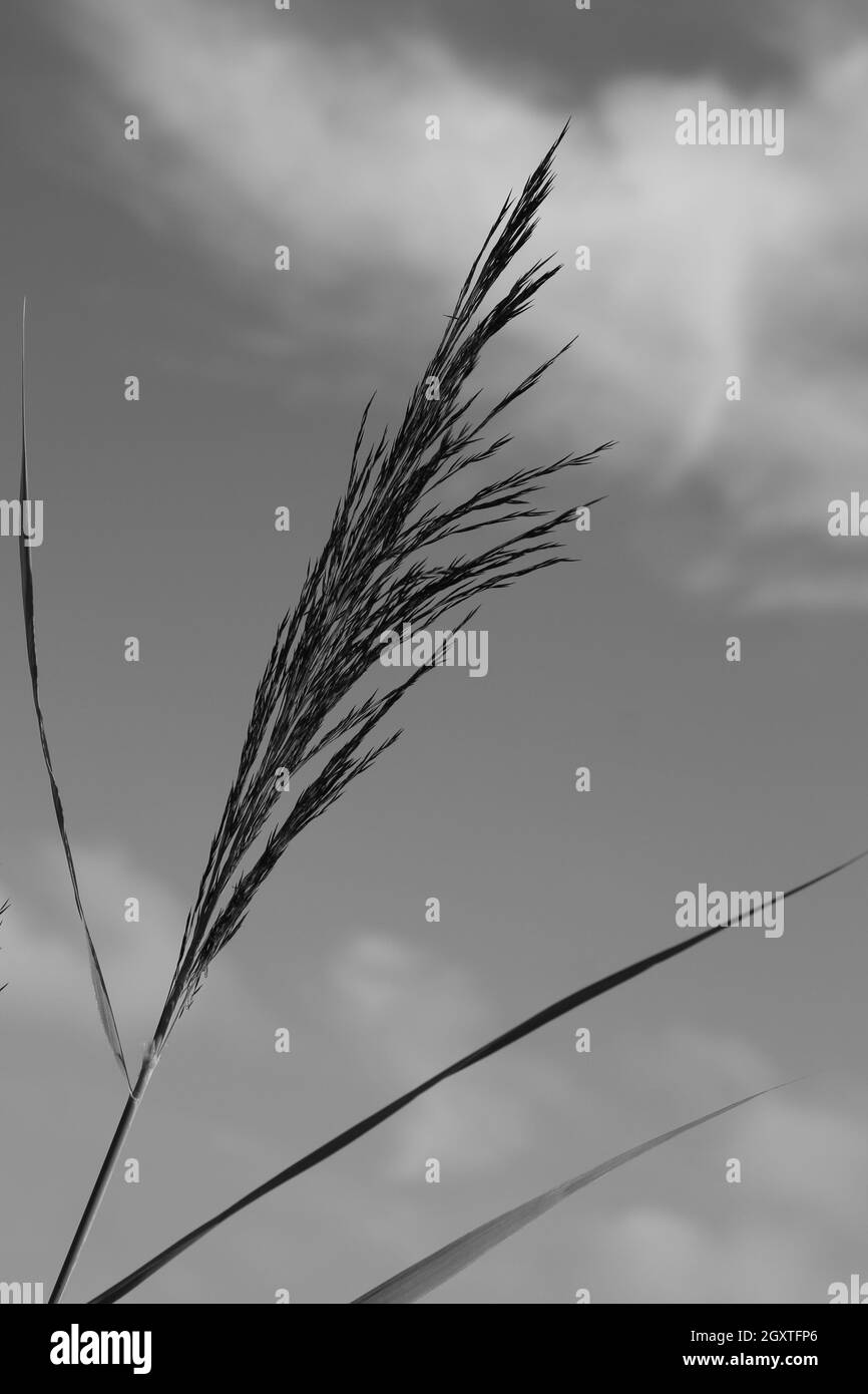 Reed stalk hi-res stock photography and images - Alamy