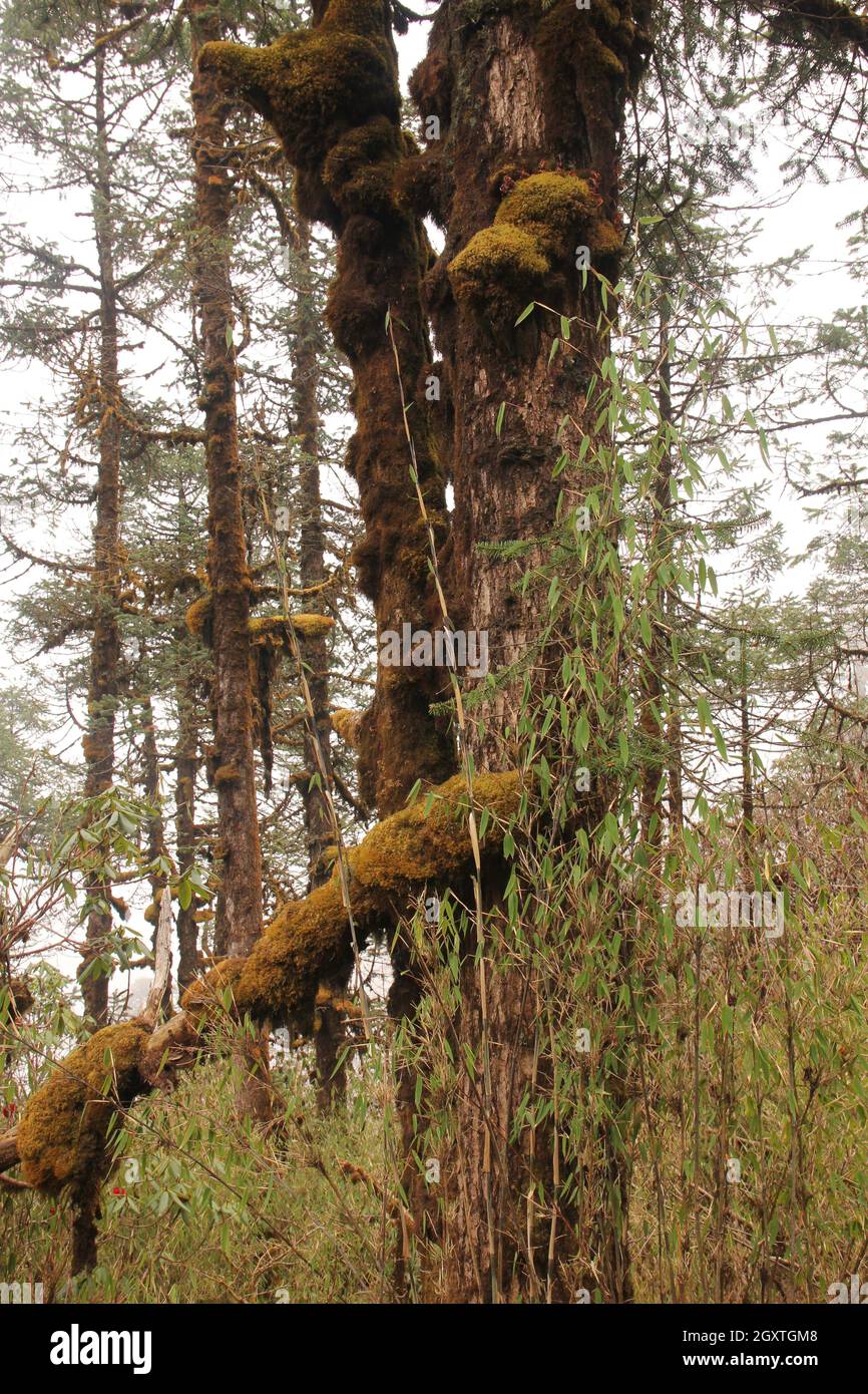 Scene in the Annapurna Conservation Area, Nepal. Tree trunk and bamboo ...