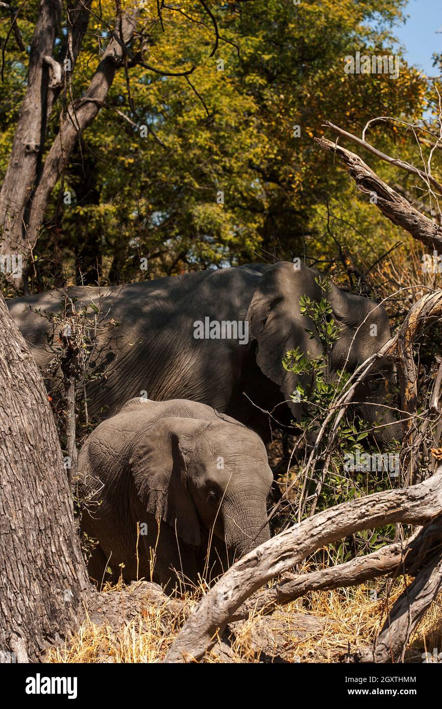 African elephant moremi game hi-res stock photography and images - Alamy