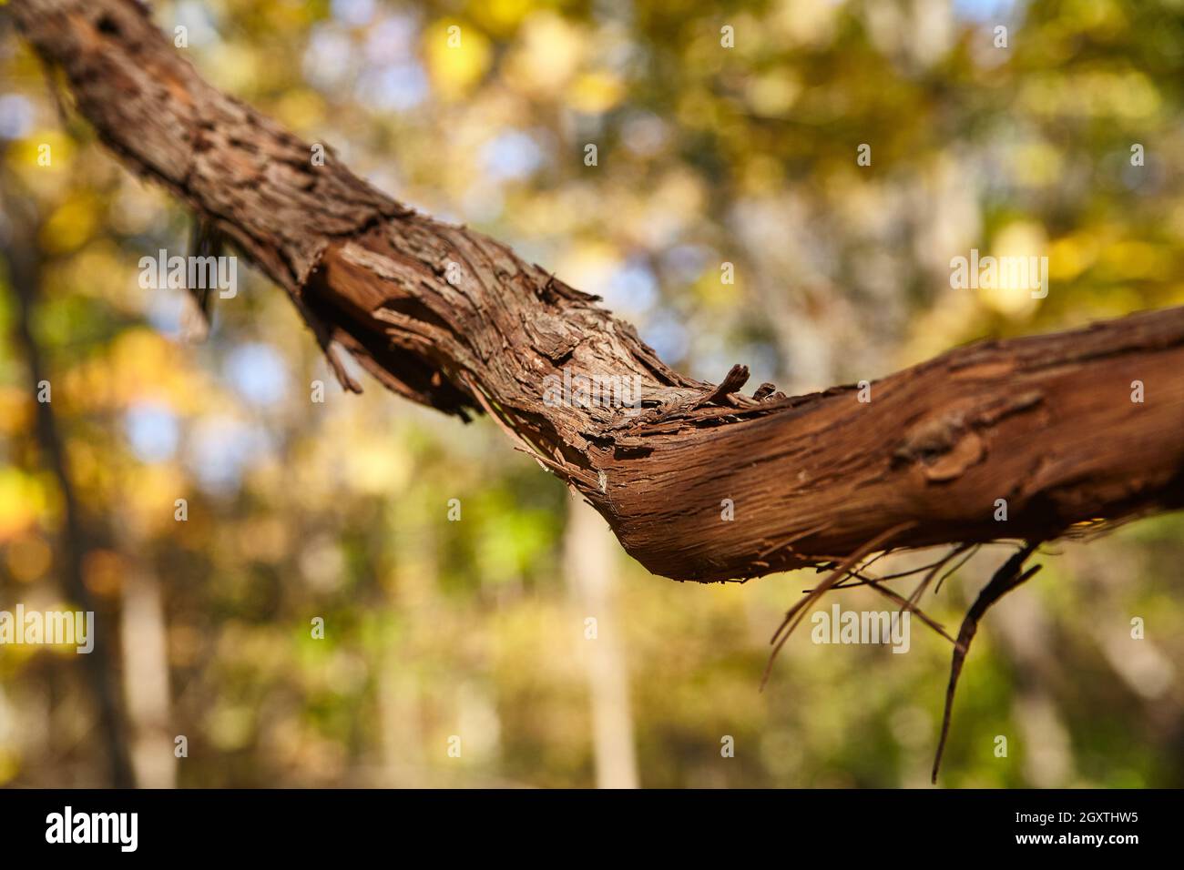 Detail of large fall tree branch with bark and yellow green background ...