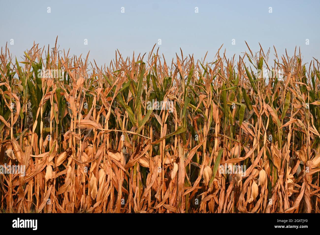 Corn field mexico hi-res stock photography and images - Alamy