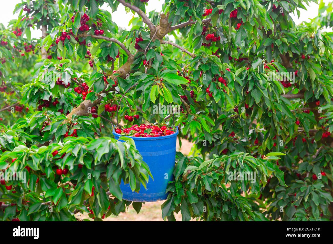 Glut cherry hi-res stock photography and images - Alamy