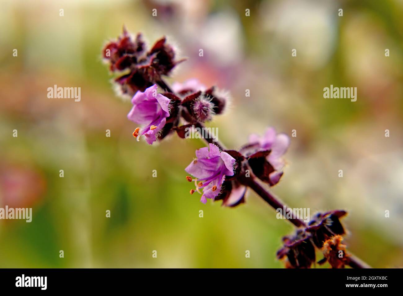 African blue basil hi-res stock photography and images - Alamy