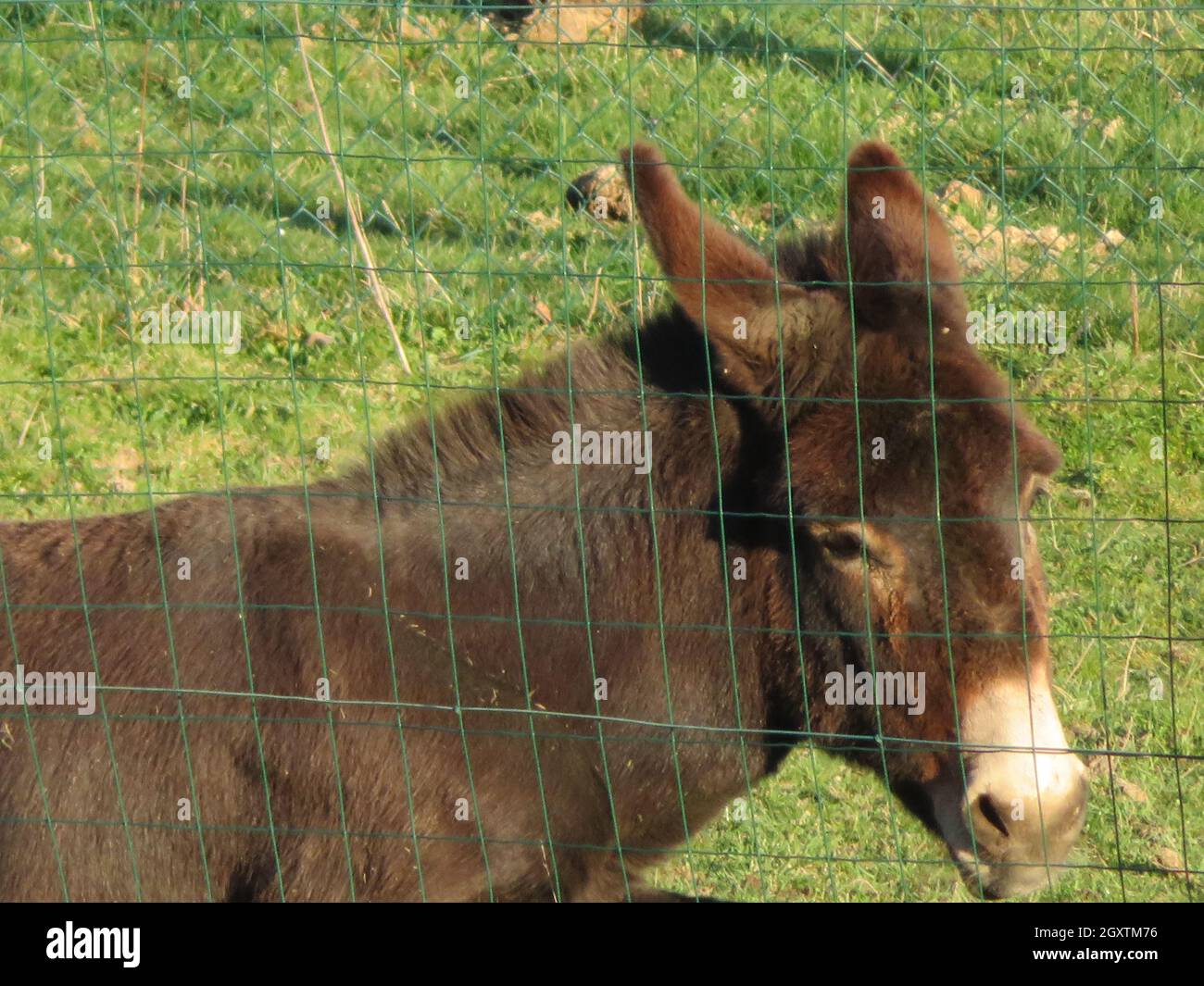 domestic animal donkey meek old brown donkey Stock Photo - Alamy