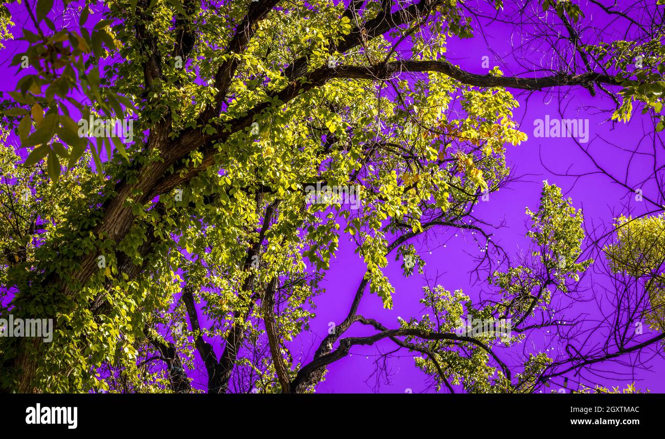 A tree changes colors from green to yellow at the beginning of autumn ...