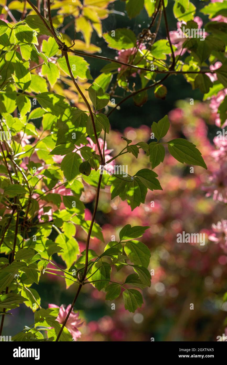 Clematis, montana, Clamber, clambering, climb, climbing, up, over, stem ...